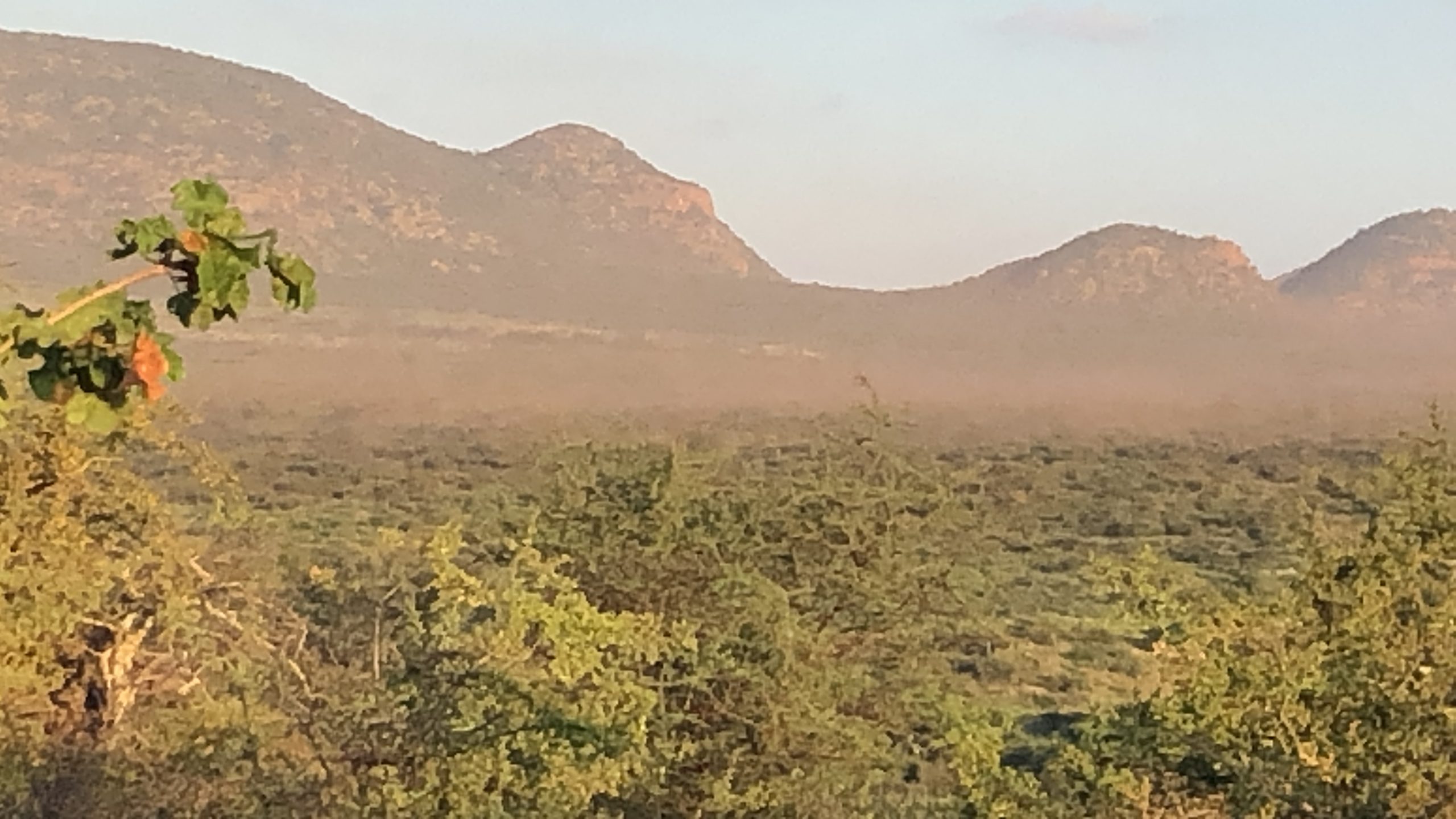 Desert Locusts Descend on Northern Kenya - Grevy's Zebra Trust