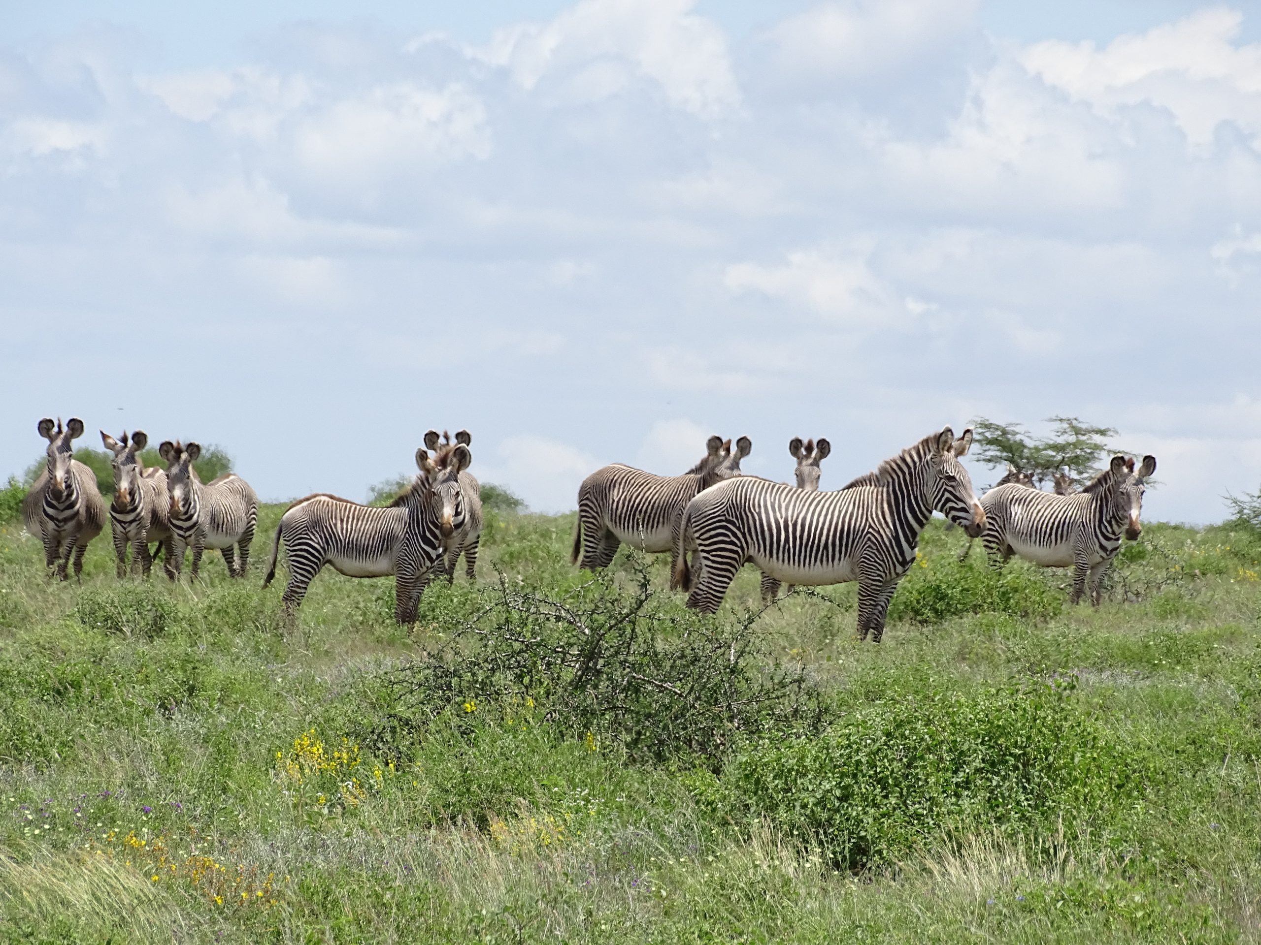 In search of Grevy's zebra... - Grevy's Zebra Trust